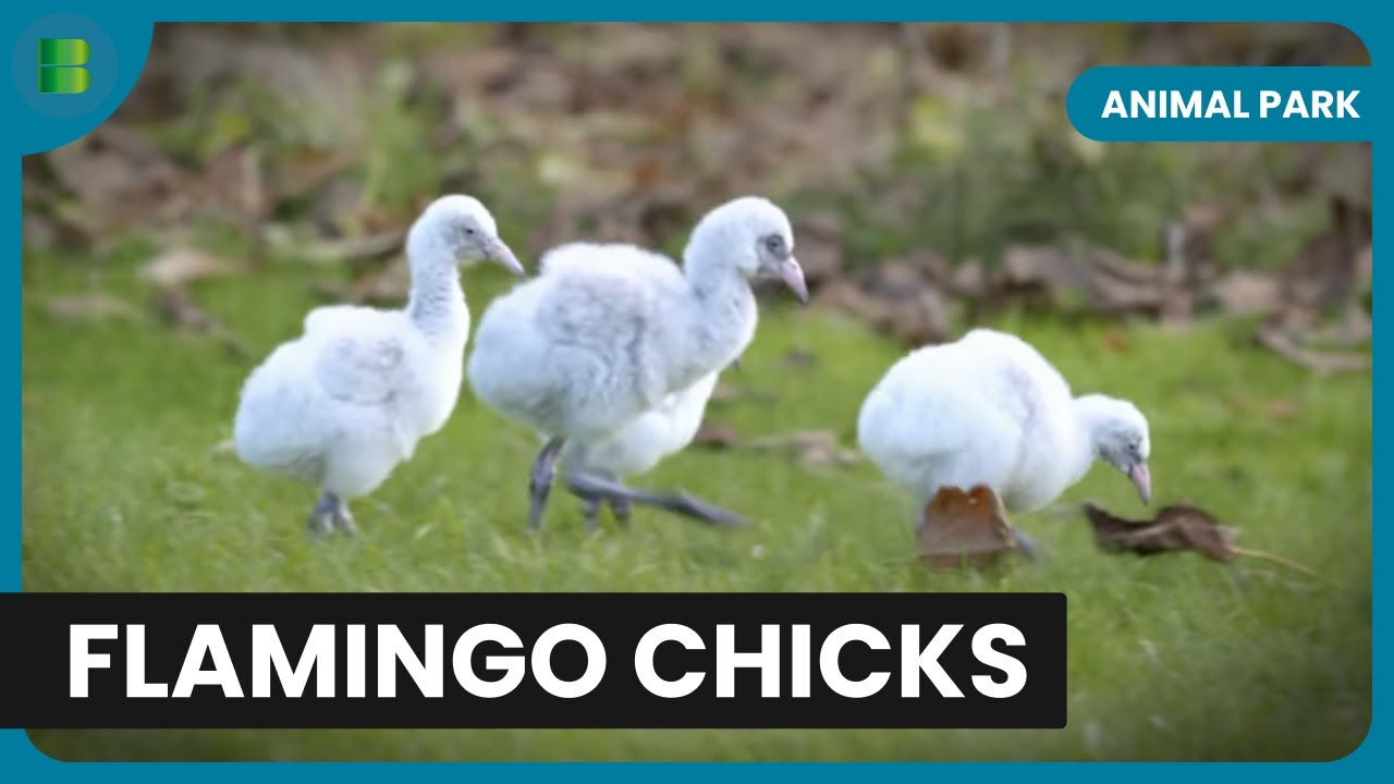 Flamingo Chicks Take Flight! - Animal Park - Documentary - YouTube