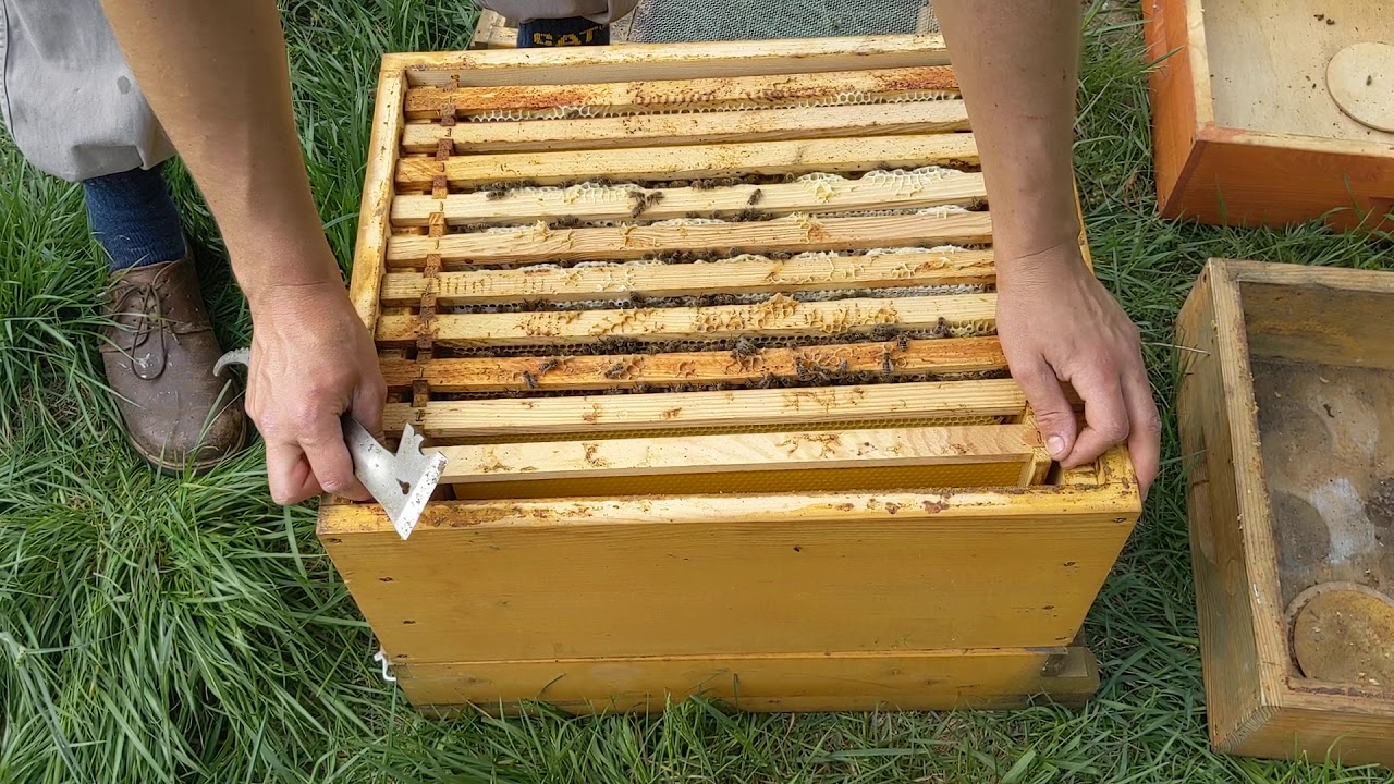 Brutableger bilden mit einem Saugling: #2 Saugling abnehmen - YouTube