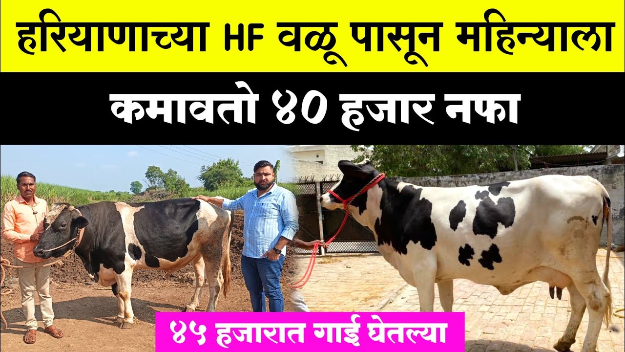 हरियाणाच्या hf वळू पासून महिन्याला कमावतो 40 हजार नफा | दूध व्यवसाय ...