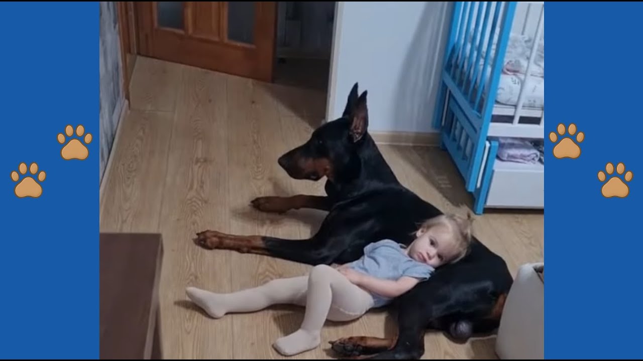 150 Pound DOBERMAN Refuses to Leave Baby Girl's Room The Truth Behind ...