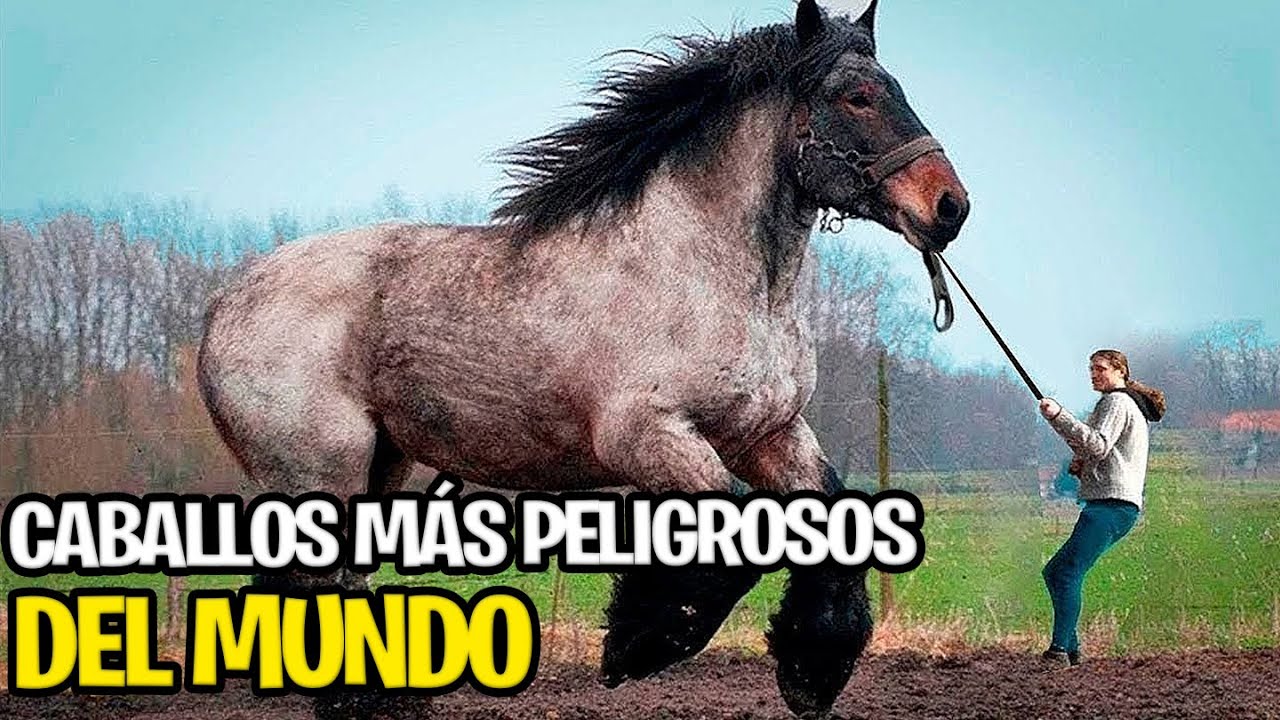 10 Caballos Más Peligrosos Del Mundo - YouTube