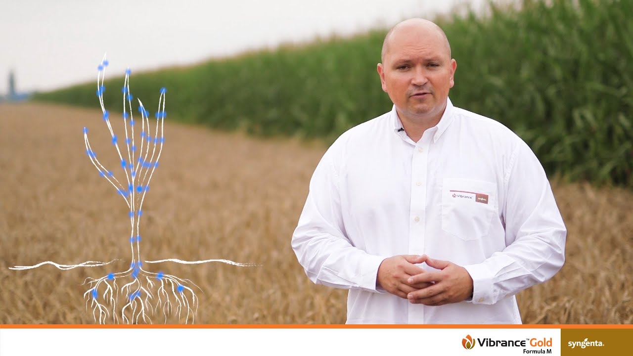 Vibrance Gold - Pozytywny wpływ na system korzeniowy - YouTube