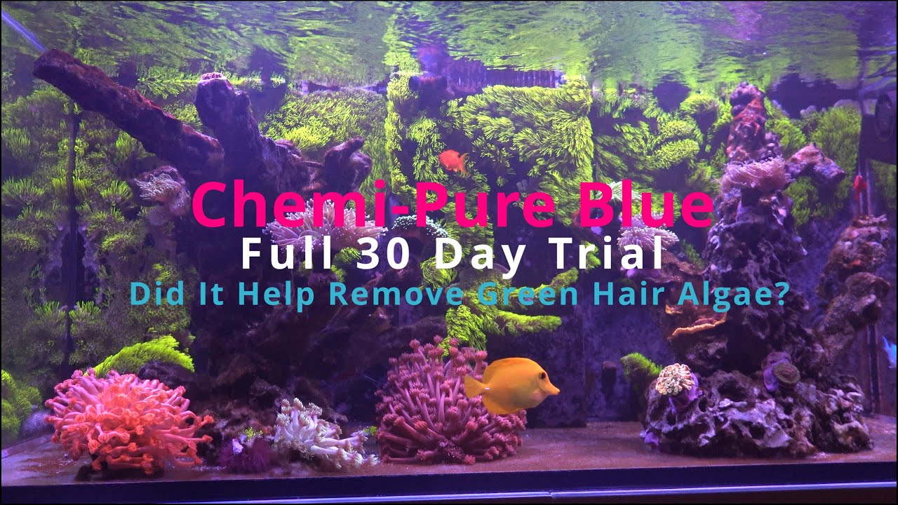 Chemi-Pure Blue Full 30 Day Trial Did It Help Remove Green Hair Algae ...
