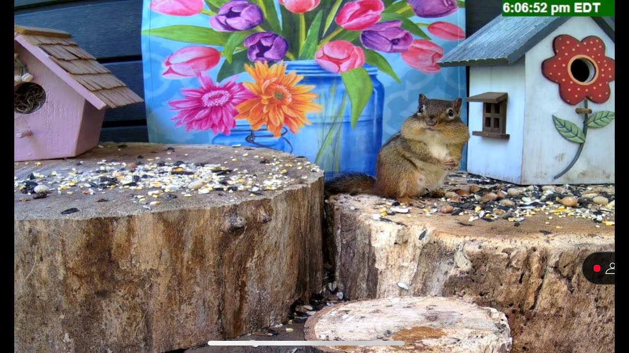 LIVE - Sunday's Back Yard Bird Watching & Chorus, Hummingbirds ...