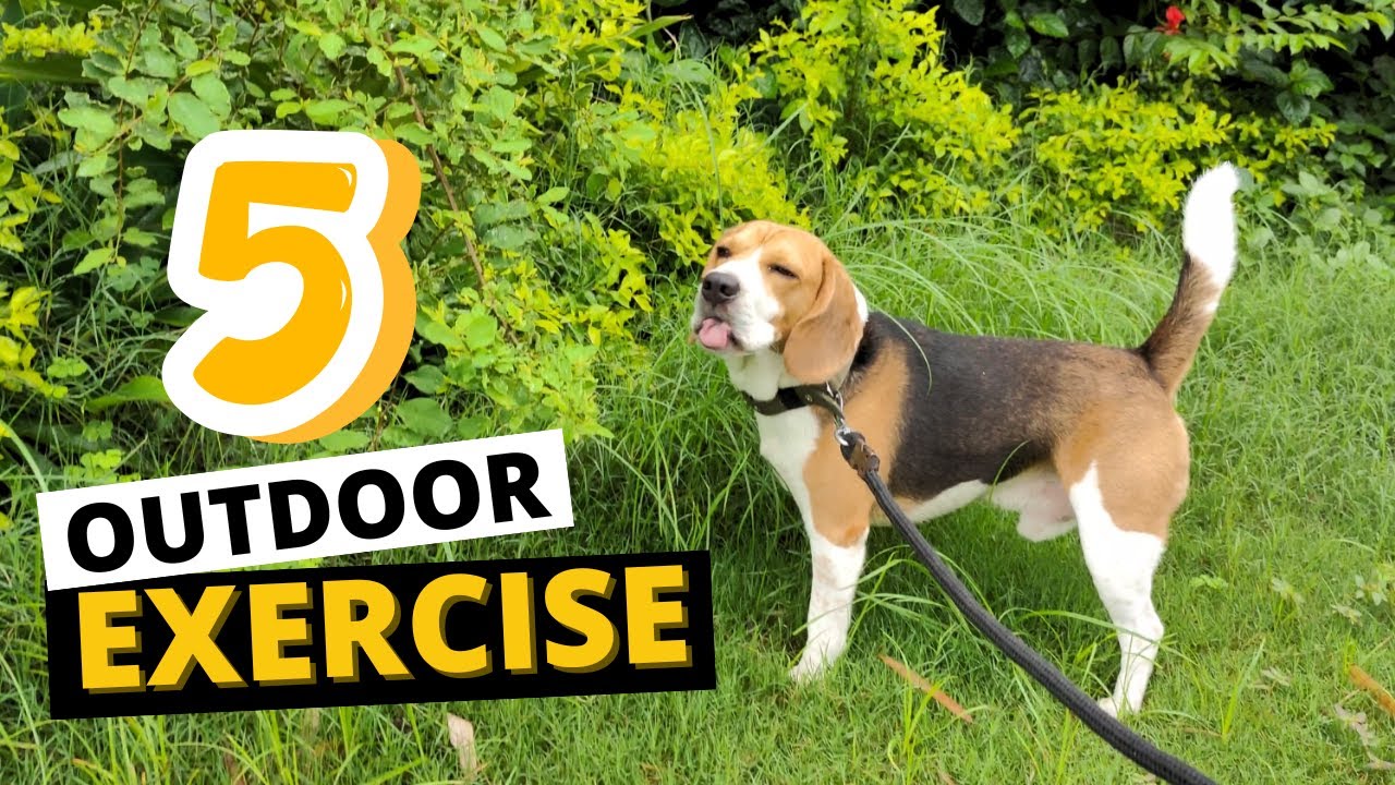 5 Fun Outdoor Exercises for Your Beagle - YouTube