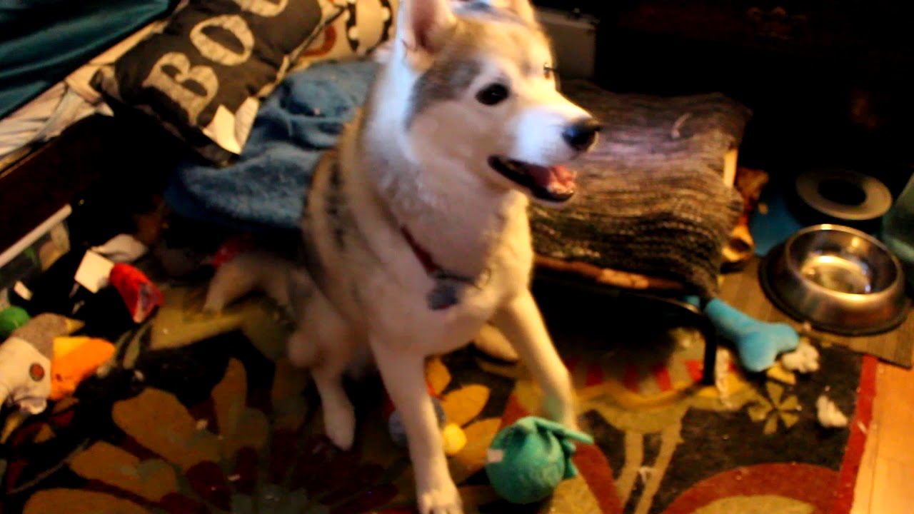 My Pets Sing Vitas-The 7th Element - YouTube