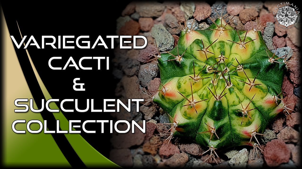 Variegated Cacti & Succulents | #Cactus & #Succulent Collection - YouTube