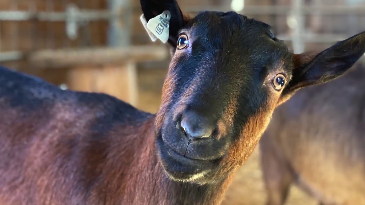 Goats QR Tour - YouTube