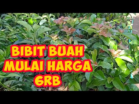 Bibit Unggul Tanaman Buah - Buahan