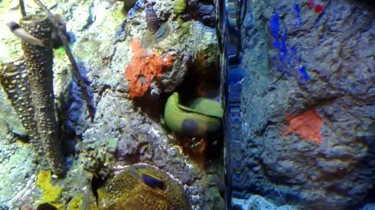 Indianapolis Zoo Ocean Animals