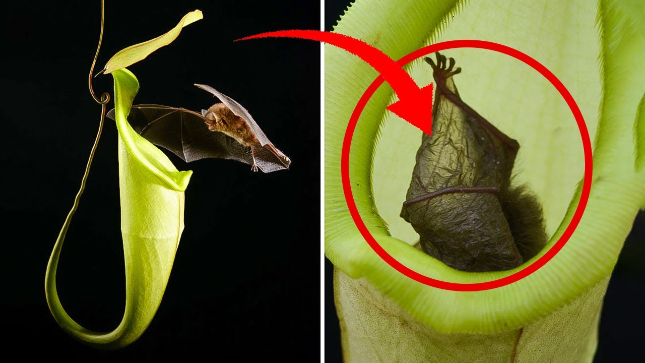 Watch Out for These 7 Deadly Plants That Eat Animals - YouTube
