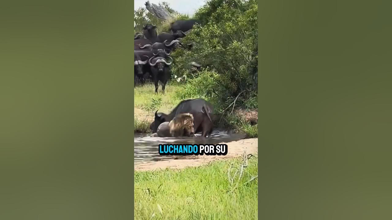 Manada de búfalos🐃 logra llegar a tiempo para salvarlo de león🦁 #shorts #animales #leon #bufalos ...