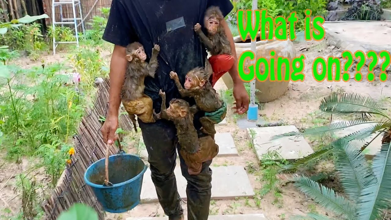 Try Not to Luagh Four Monkeys Make a Super Funny Mess - YouTube