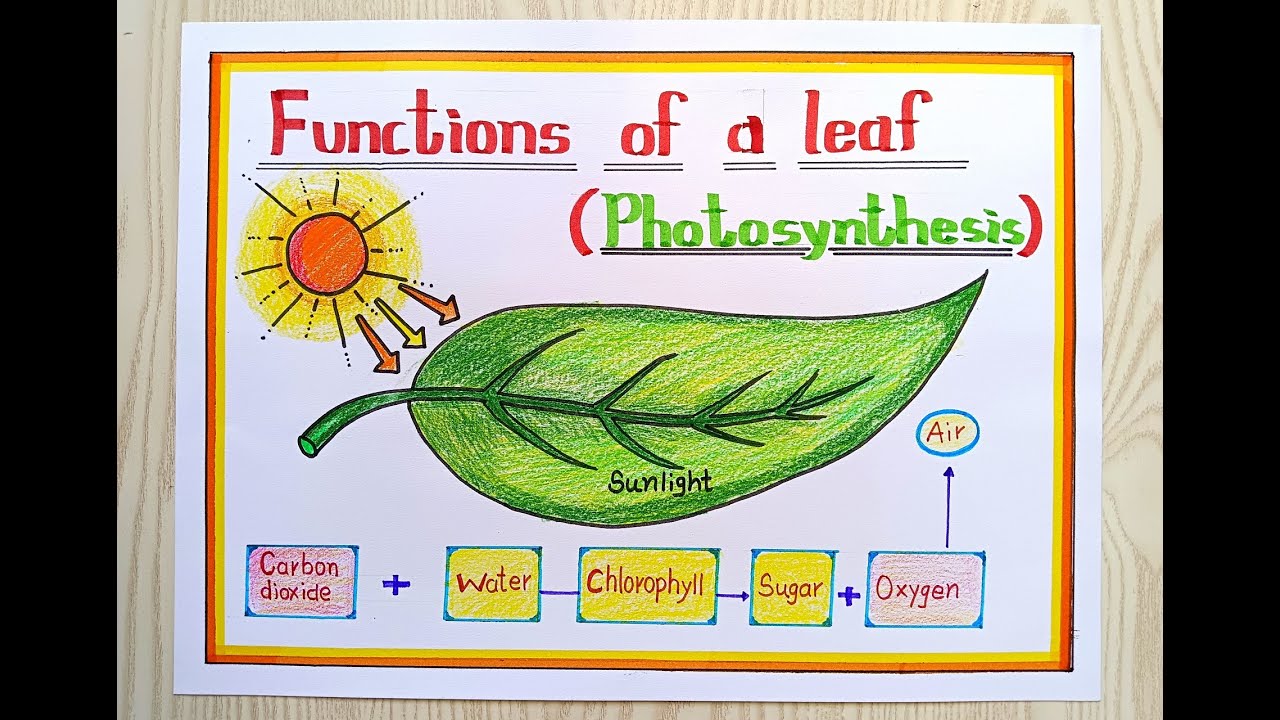 HOW TO DRAW THE PHOTOSYNTHESIS PROCESS OF PLANTS DIAGRAM DRAWING/EASY ...