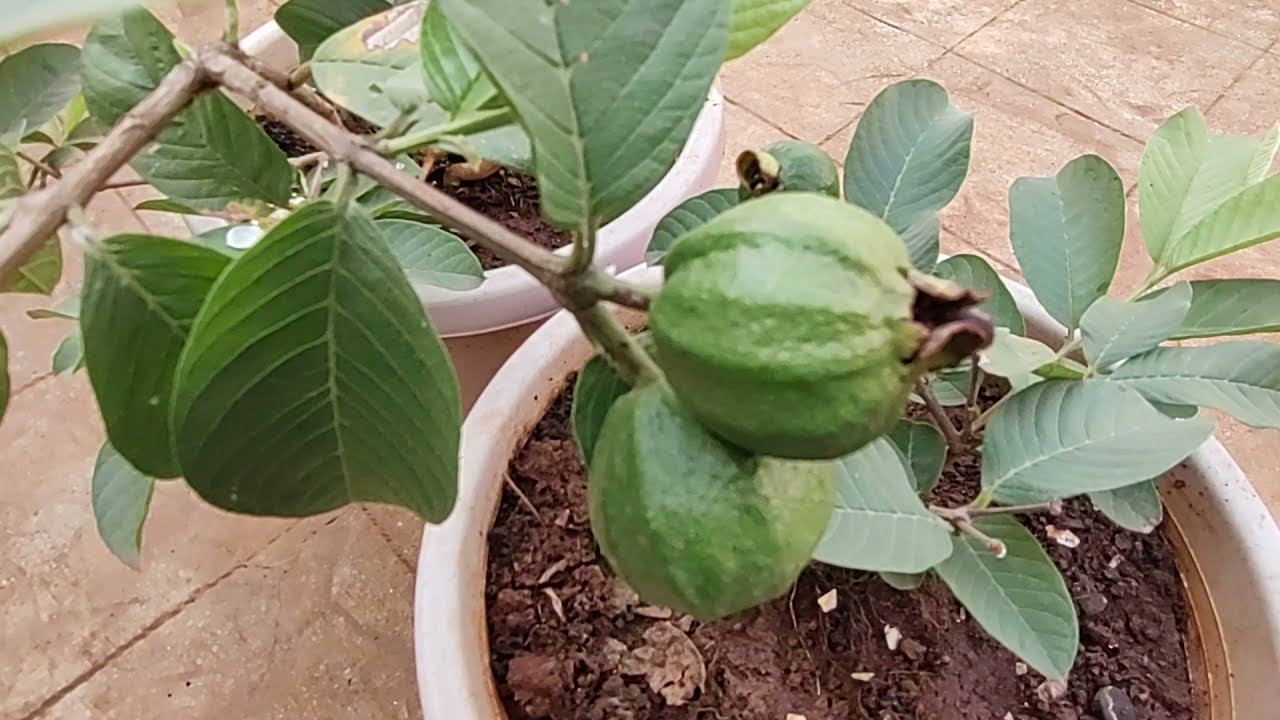 Dwarf Guava Plant..How to take care of the plant for heavy fruiting ...