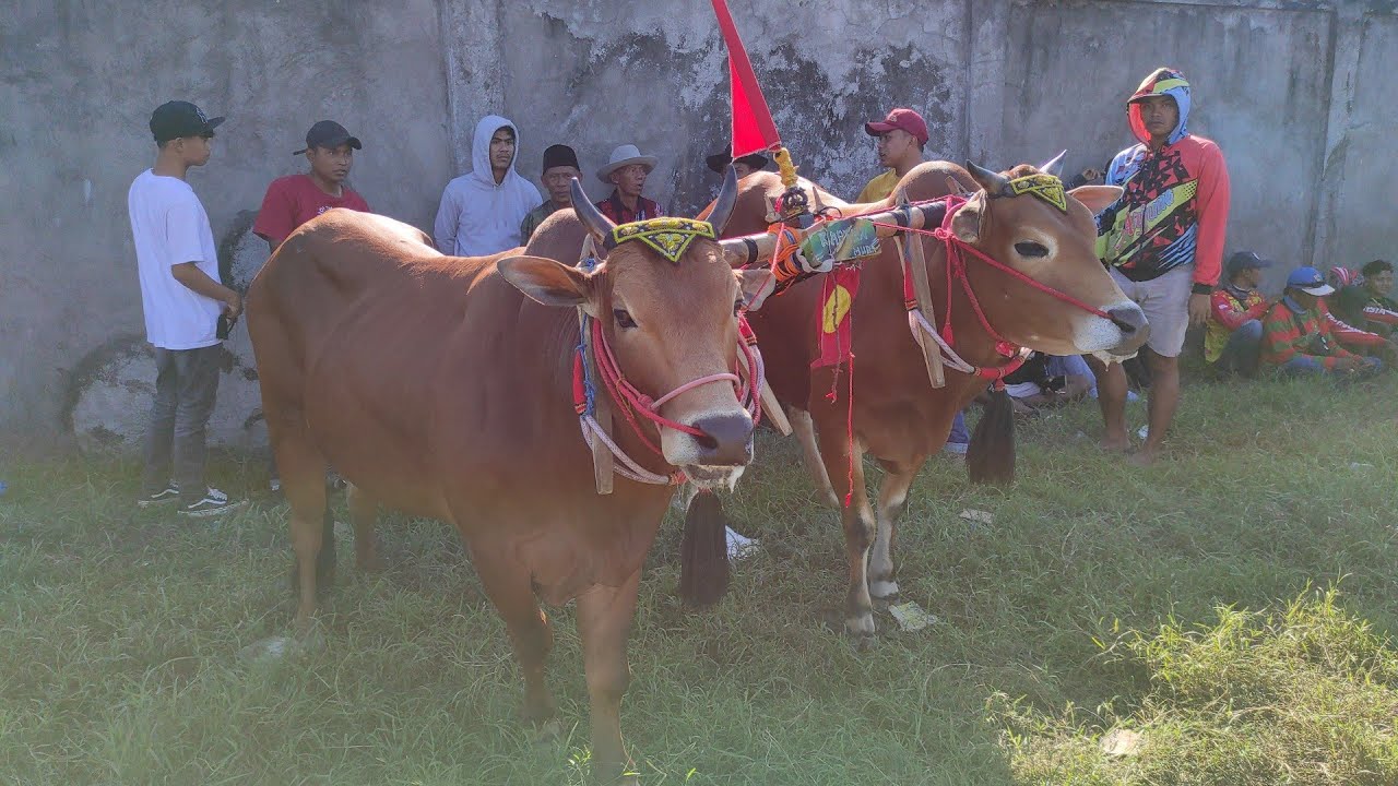 Karapan Sapi Tim Sapu Jagat Feat Kapten Muda. - YouTube