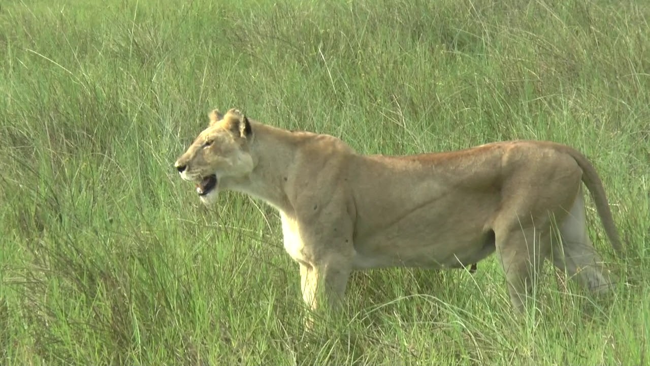 Duba Explorers Lions on Move - YouTube