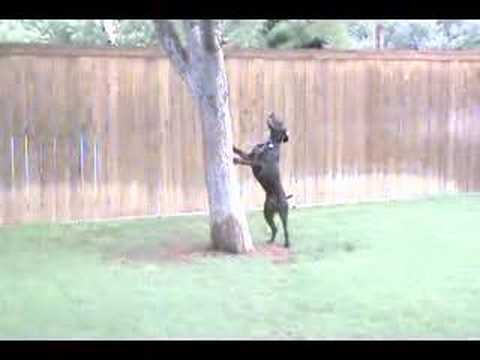 Zack the German Shorthair Pointer, the Tree & the Fence - YouTube