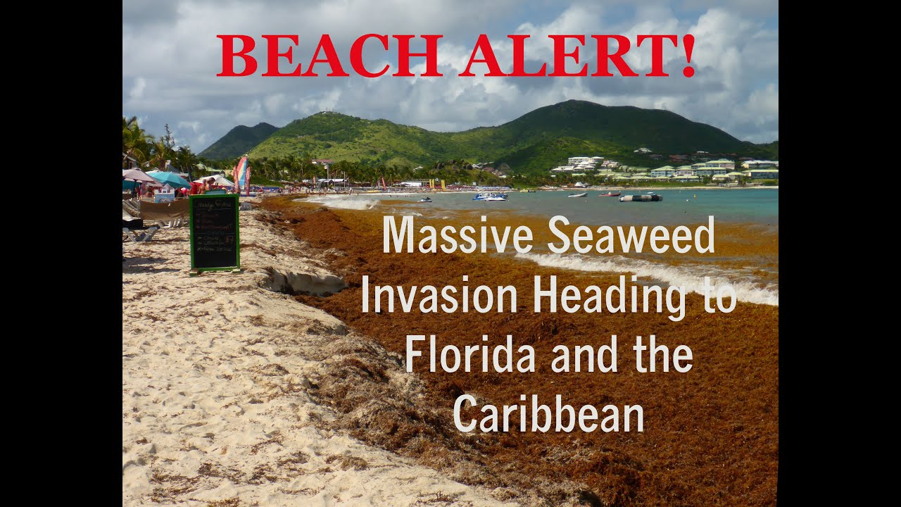 The Sargassum Invasion: Giant Mass of Seaweed Heads Toward Florida and ...