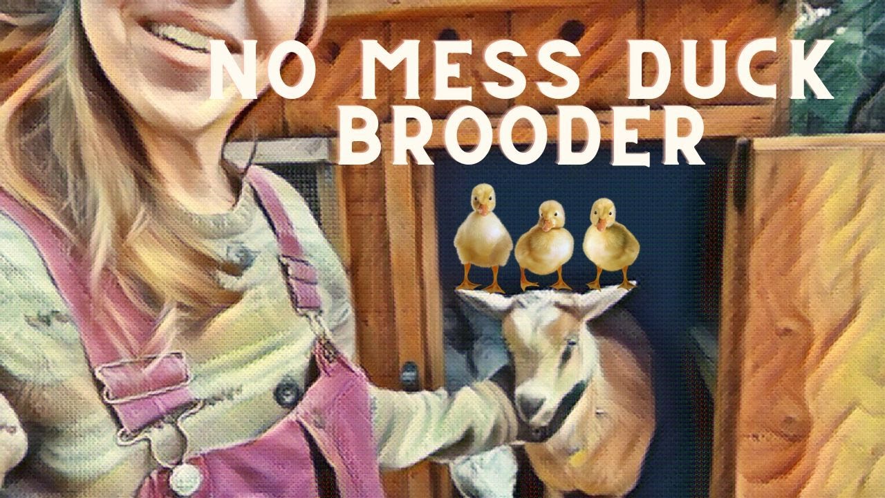 Easy Clean Duck Brooder: Mess-Free Solution! - YouTube