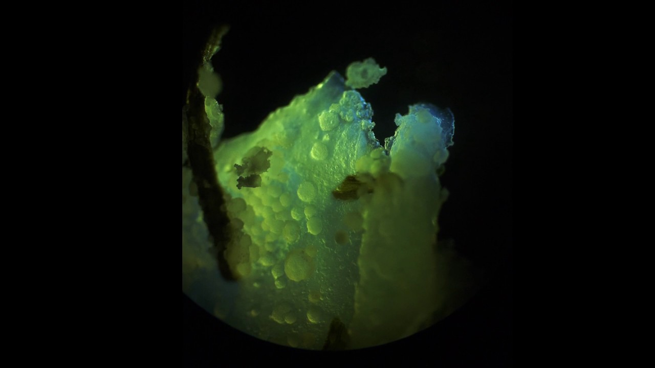 Microscopic Moldy Cheese - YouTube