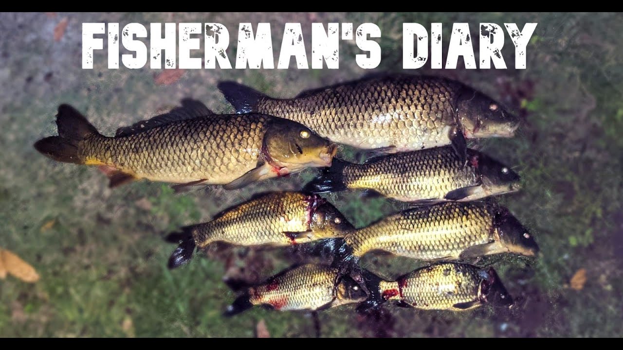 Midnight Carp On The Topwater Canungra Creek ~ Fisherman's Diary Ep 396 ...