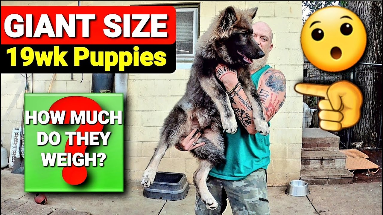 GIANT Lycan Shepherd Puppies! - How Much Do They Weigh? - YouTube