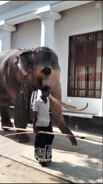 ♥️🍃හිස තෙල් ගාලා නාන්න යන කුමාරවරු🌿🐘#elefantasy #viral #trending #siri_dalada_wandanawa_2024 ...