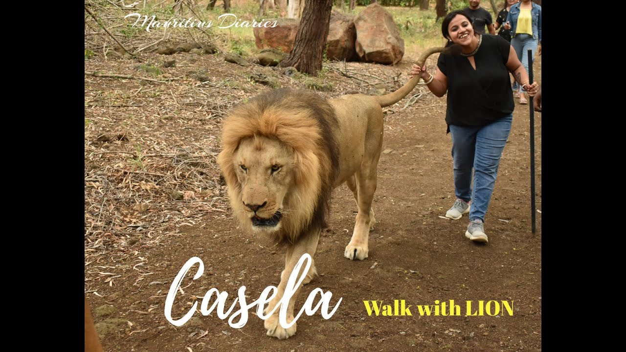 Casela - Walk with Lion : Safari in Mauritius - YouTube