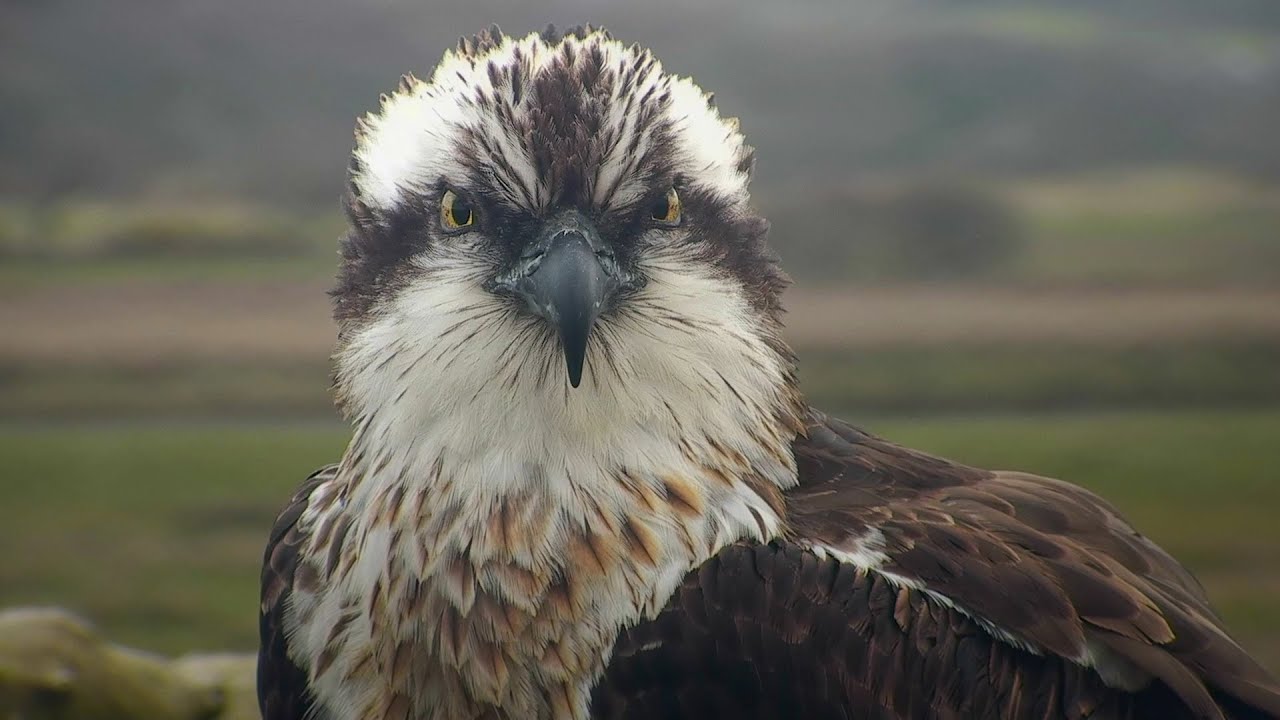 Telyn Returns 2020 - YouTube