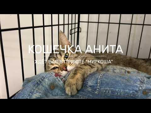 АНИТА - YouTube