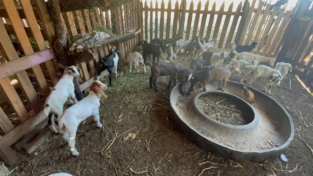 Así van los chivos pequeños una verdadera belleza 🥰🐐 - YouTube