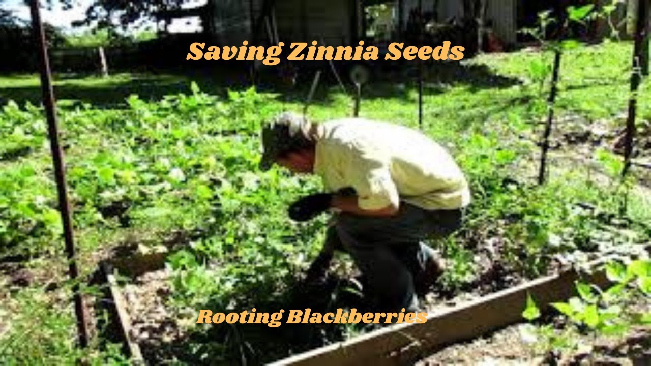 Saving Zinnia Seeds Rooting Blackberries - YouTube