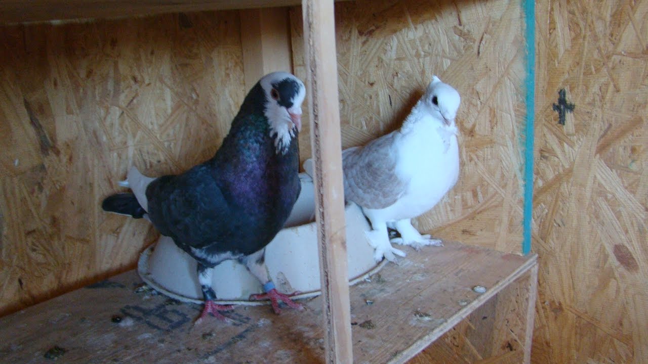 3/8/2017 Pigeon Breeding Update - YouTube