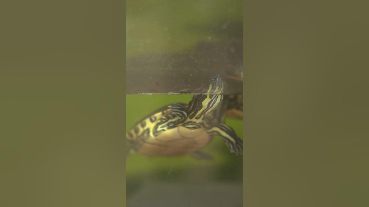Adorable Red Eared Slider Swimming So Cute Youtube