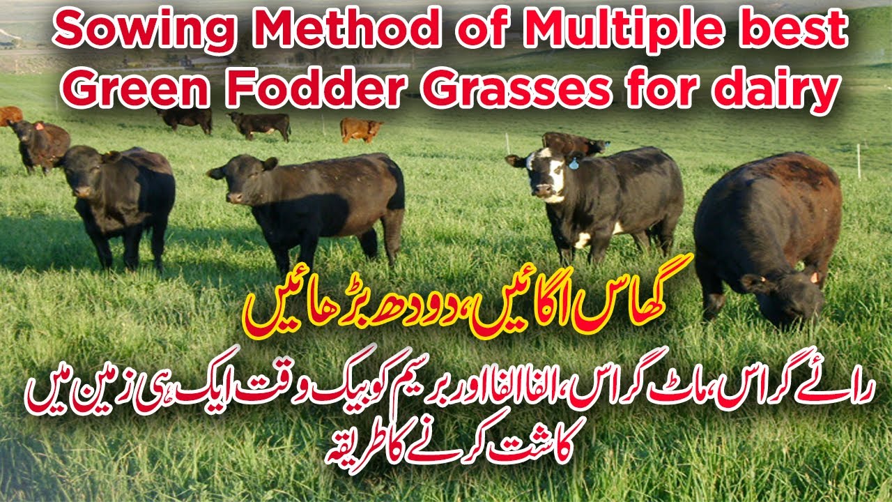 Sowing Method of Multiple best Green Fodder Grasses for dairy Animals ...