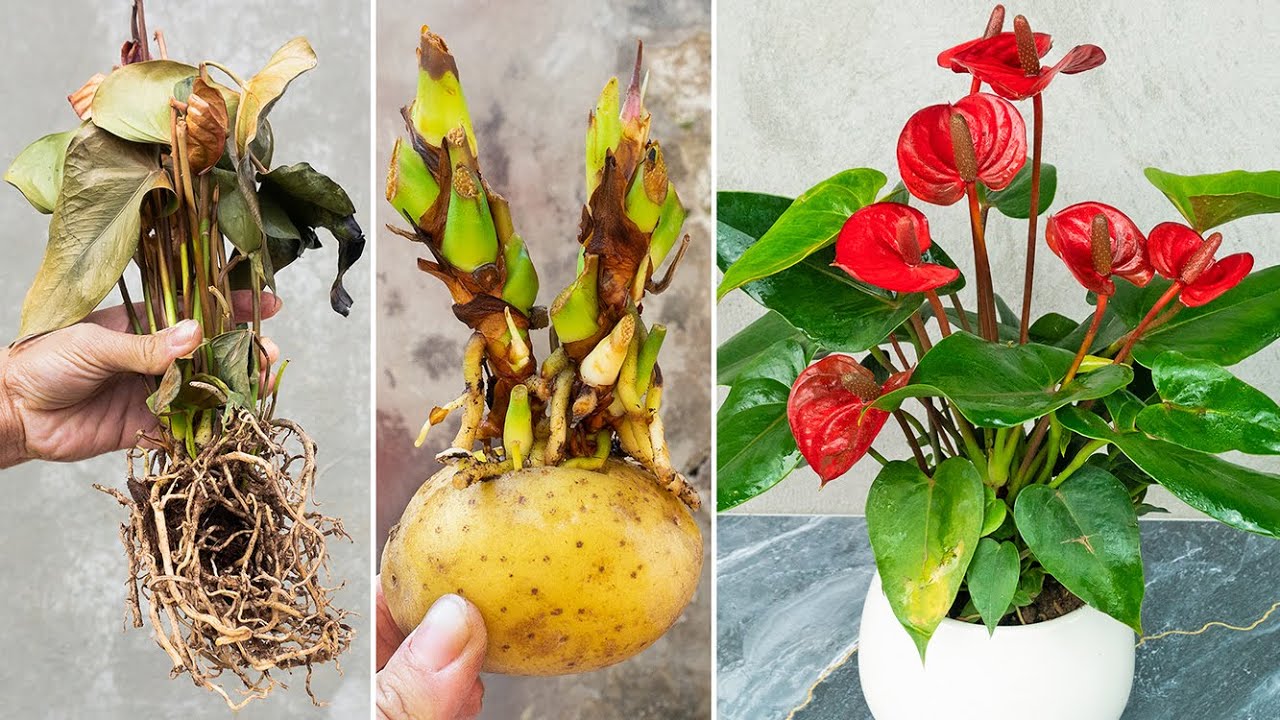 How to resurrect anthurium from a dead tree with just this, Growing ...