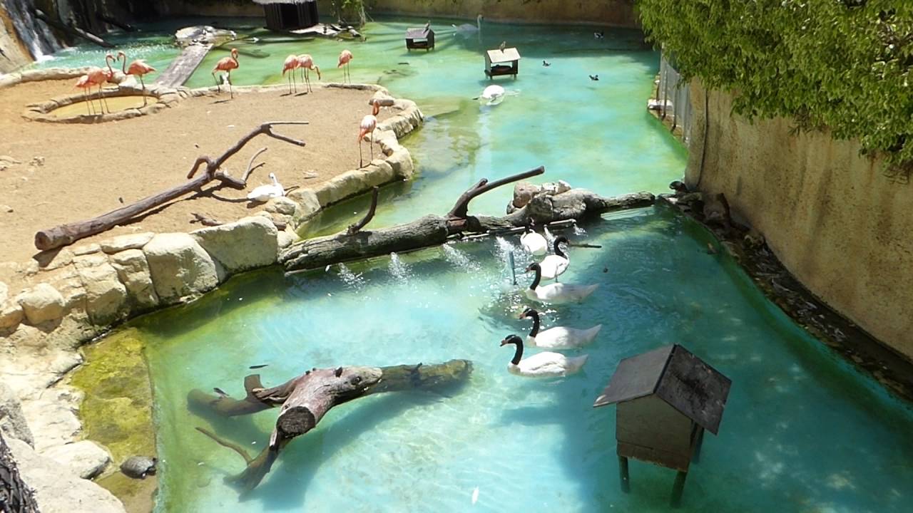 Caribbean flamingos and swan enclosure @ Mundomar, Benidorm - YouTube