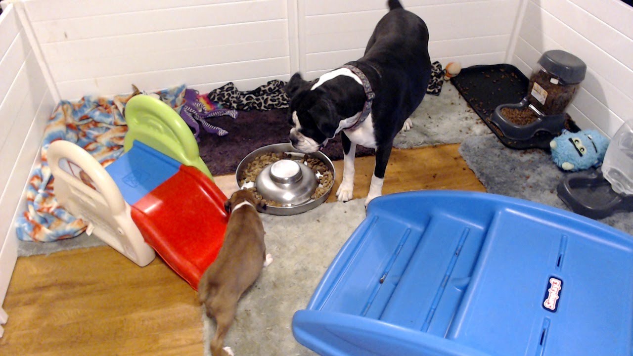 WATCH the Litters of PENNY'S BOXER PUPPIES Live! - YouTube