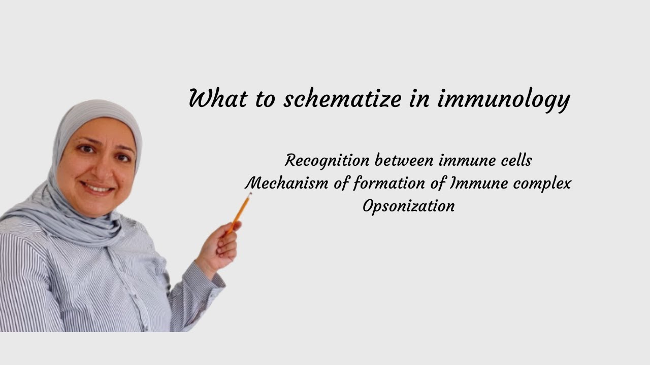 What to schematize in immunology? - YouTube