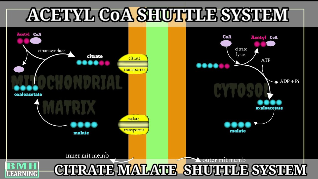 Citrate Shuttle Fatty Acid Synthesis
