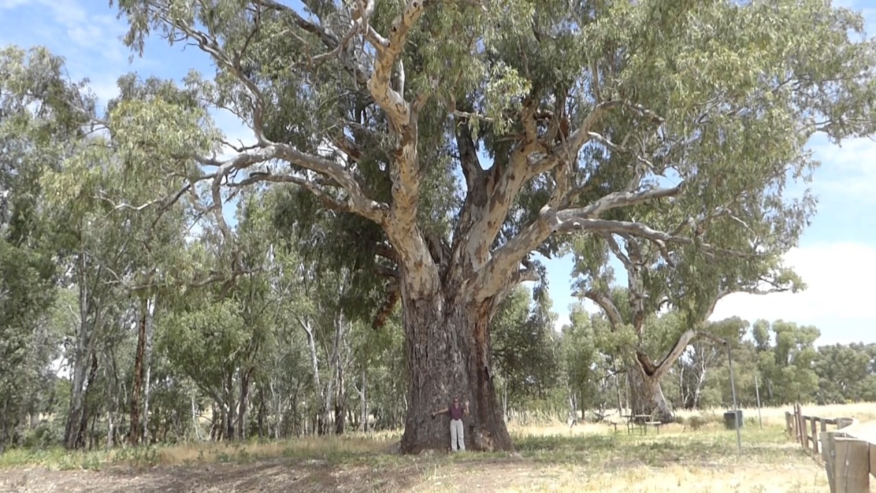Giant Red Gum Tree - YouTube