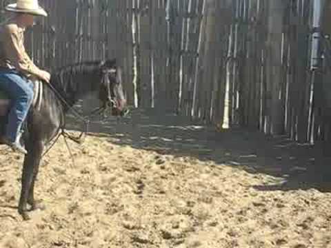 Smart Little Lena Filly video 1 - Can be seen on equine.com - YouTube