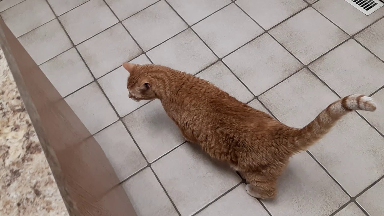 Fifteen Year old Cat With Diabetes Costing Me Absolute Bank YouTube fifteen-year-old-cat-with-diabetes-costing-me-absolute-bank-youtube