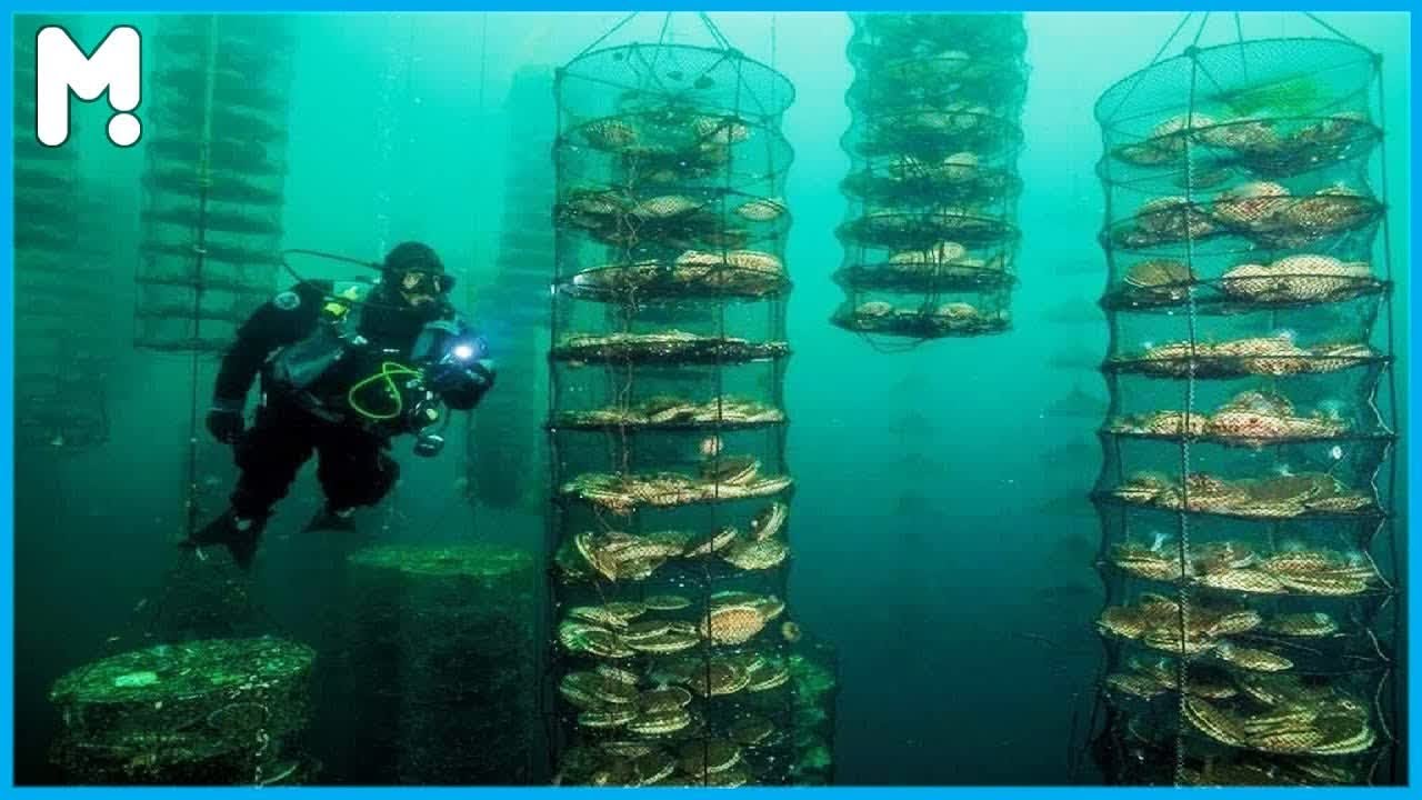 Amazing Pearl Farming and Harvesting - Pearl Cultivation Technology ...