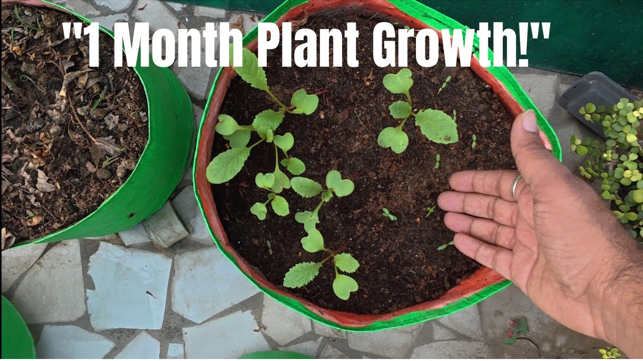 1 Month Plant Growth 🌱 From Seed to Green! | १ महीने में अद्भुत पौधों ...