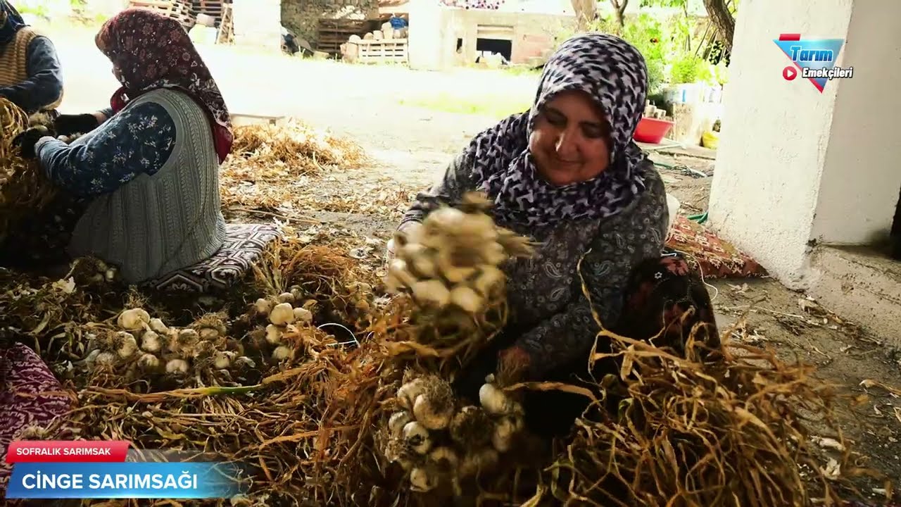 CİNGE SARIMSAĞI NEDEN BU KADAR LEZZETLİ ? - YouTube