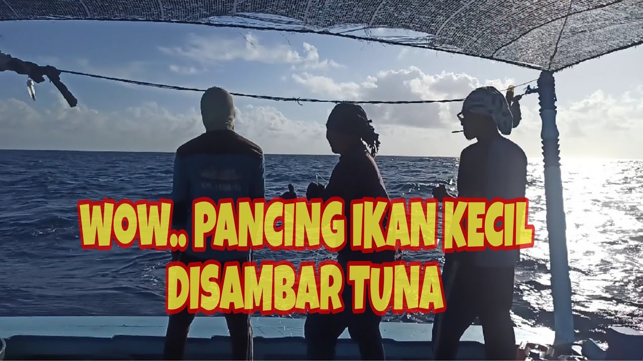 PANCING IKAN KECIL DISAMBAR TUNA | MENCARI TUNA DI LAUT BALI PART 4 ...