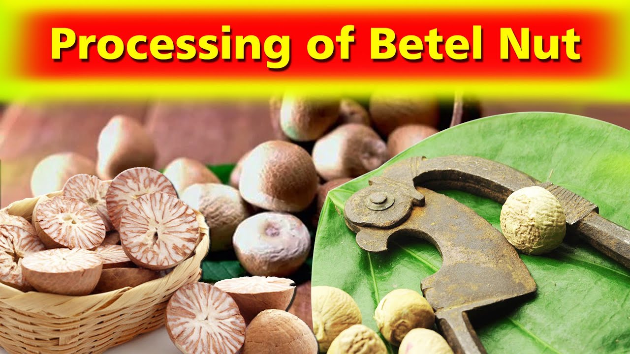 Cutting and Processing of Betel Nut(supari) - YouTube
