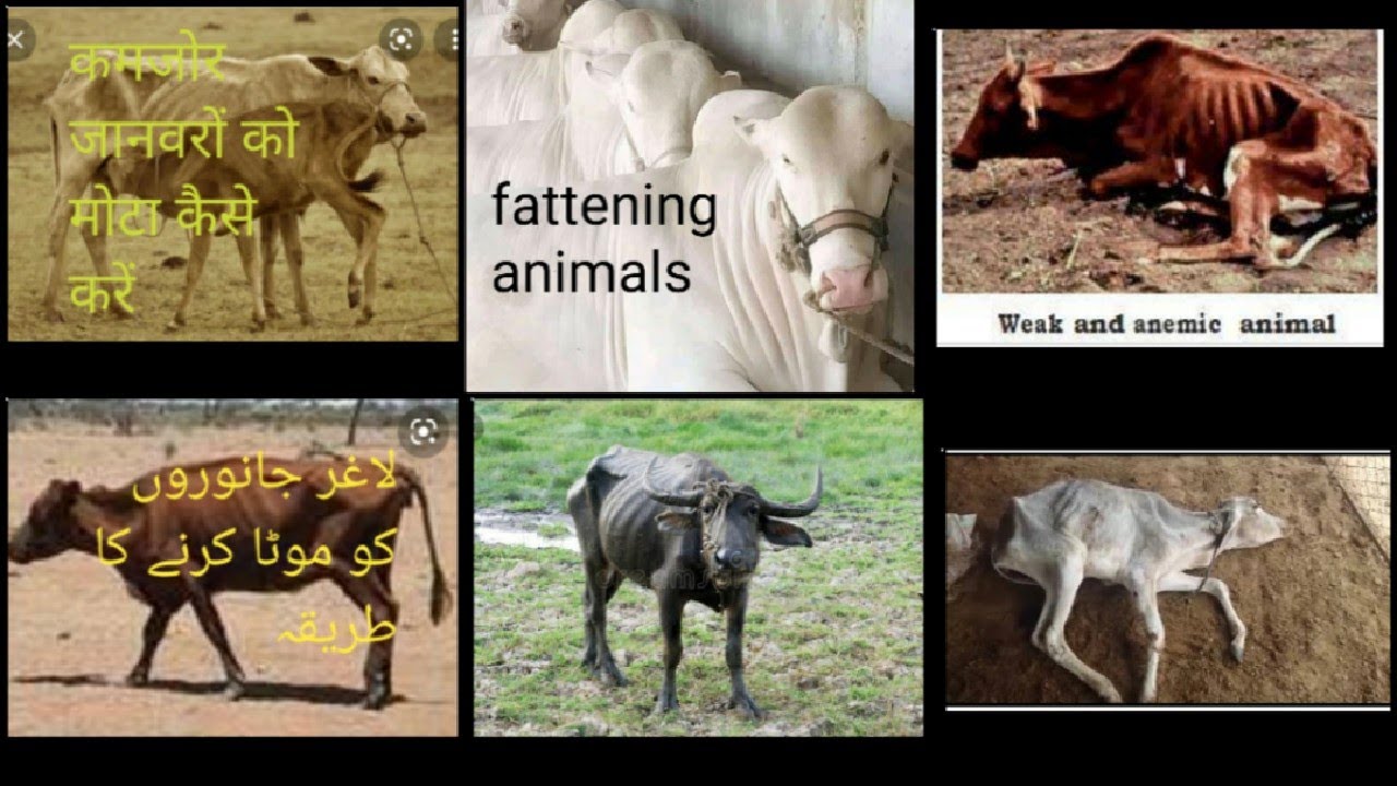 Treatment of #weakness #cow ,Kamzor janwar ka ilaj,Drenching cattle ...